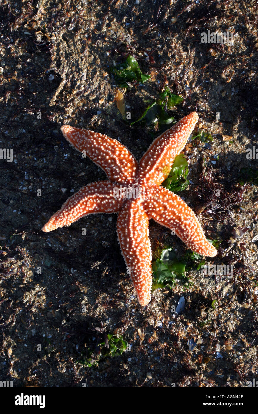 Human hands holding starfish hi-res stock photography and images - Alamy