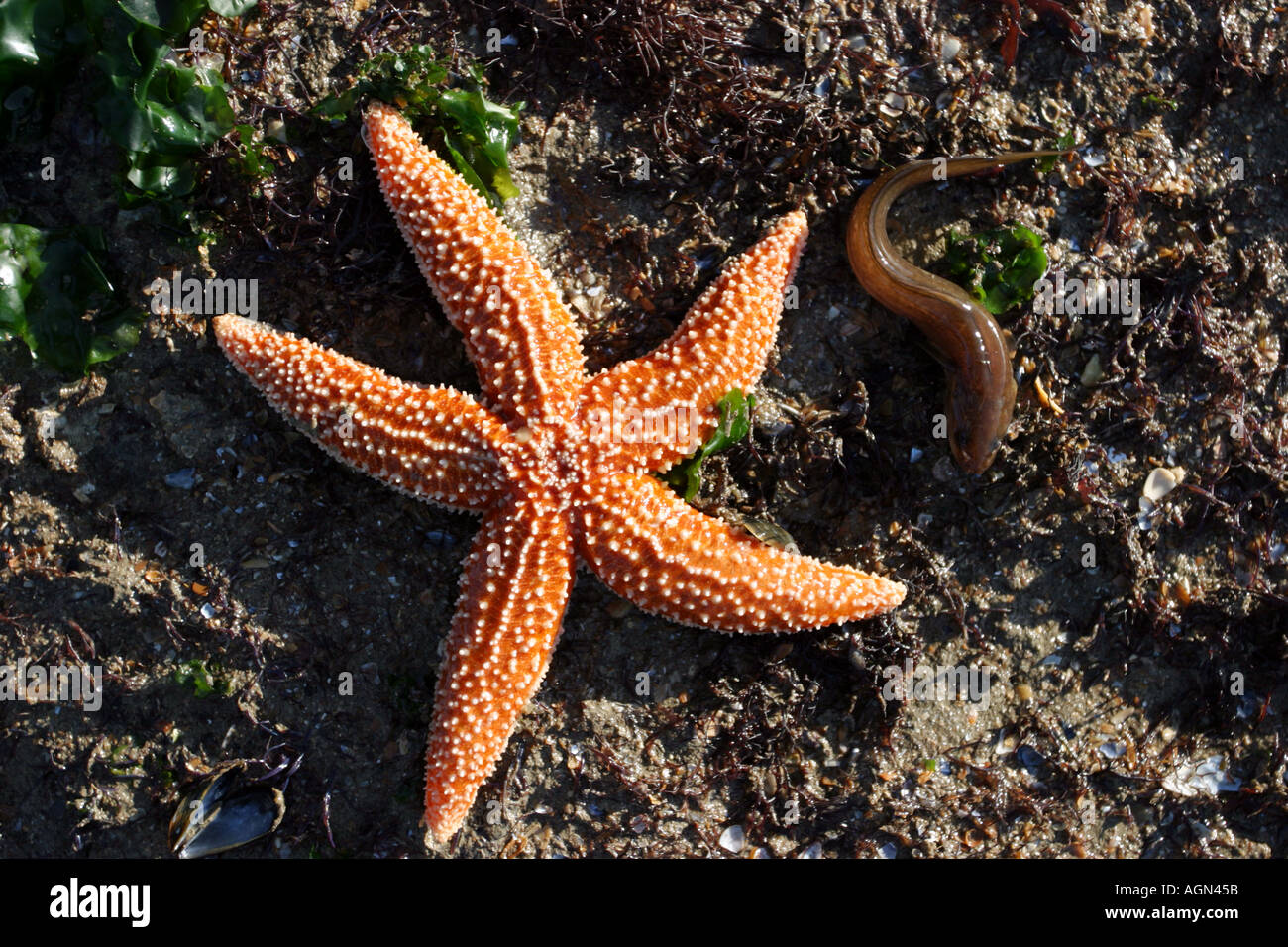 Human hands holding starfish hi-res stock photography and images - Alamy
