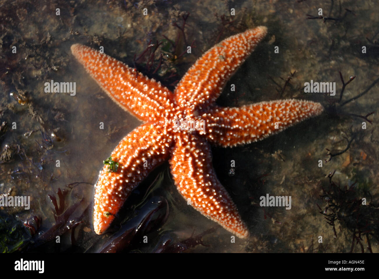 Human hands holding starfish hi-res stock photography and images - Alamy
