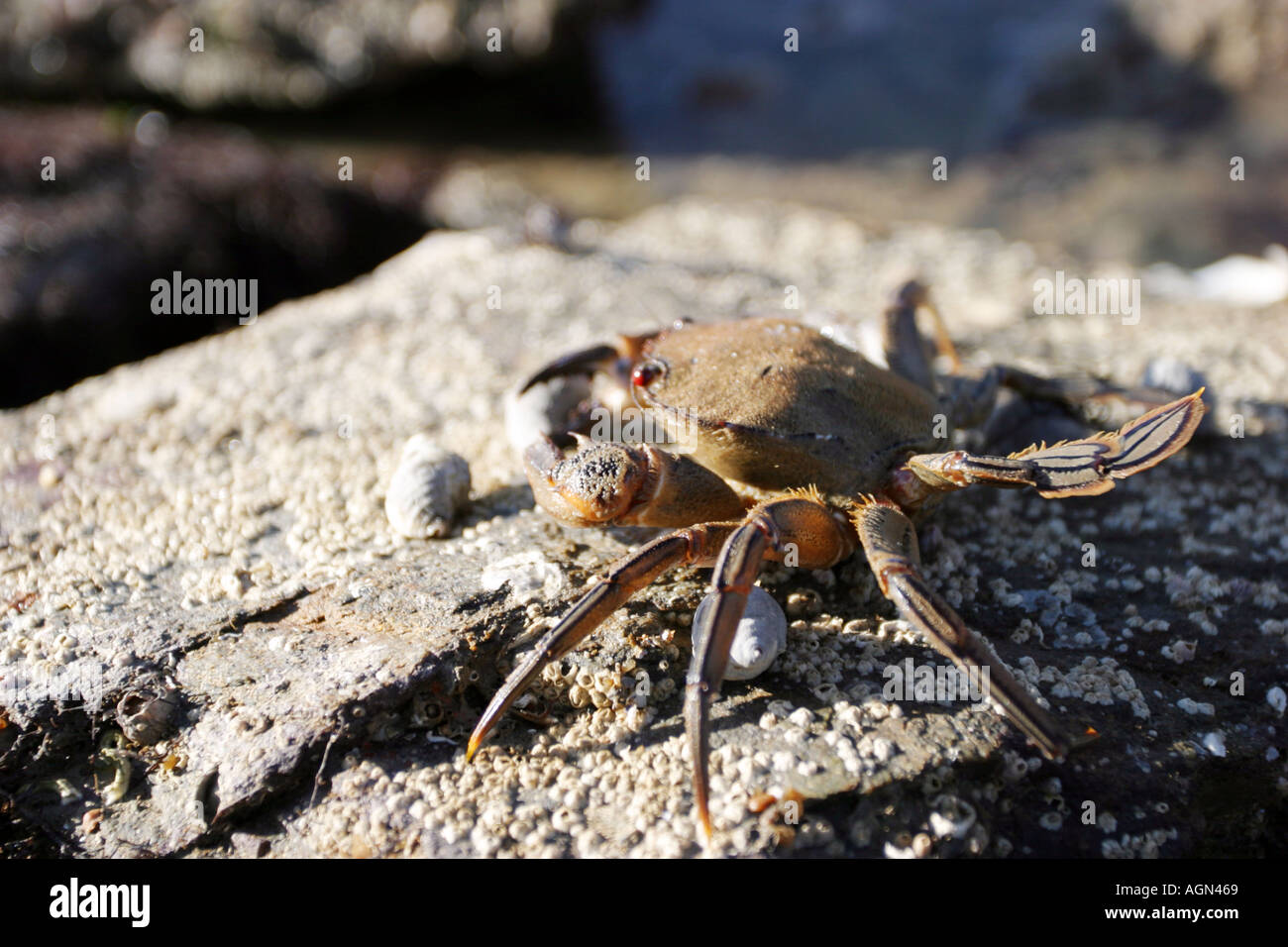 Group of crabs rocks hi-res stock photography and images - Alamy