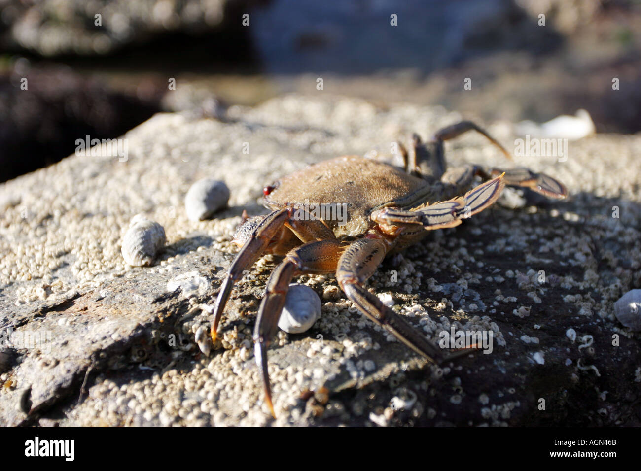 Crab on a rock Stock Photo - Alamy