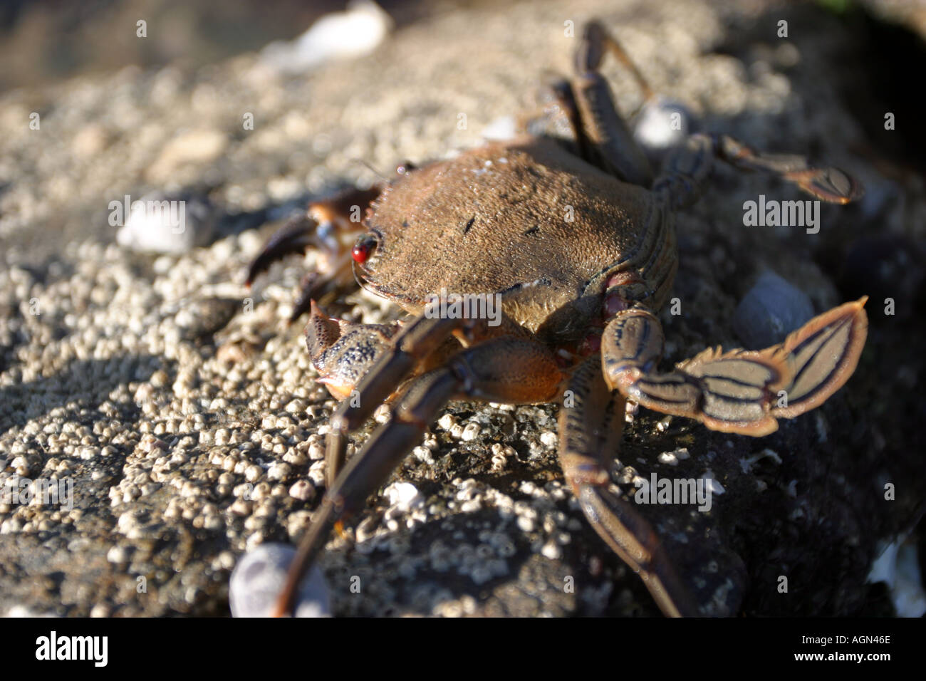 Crab on a rock Stock Photo - Alamy