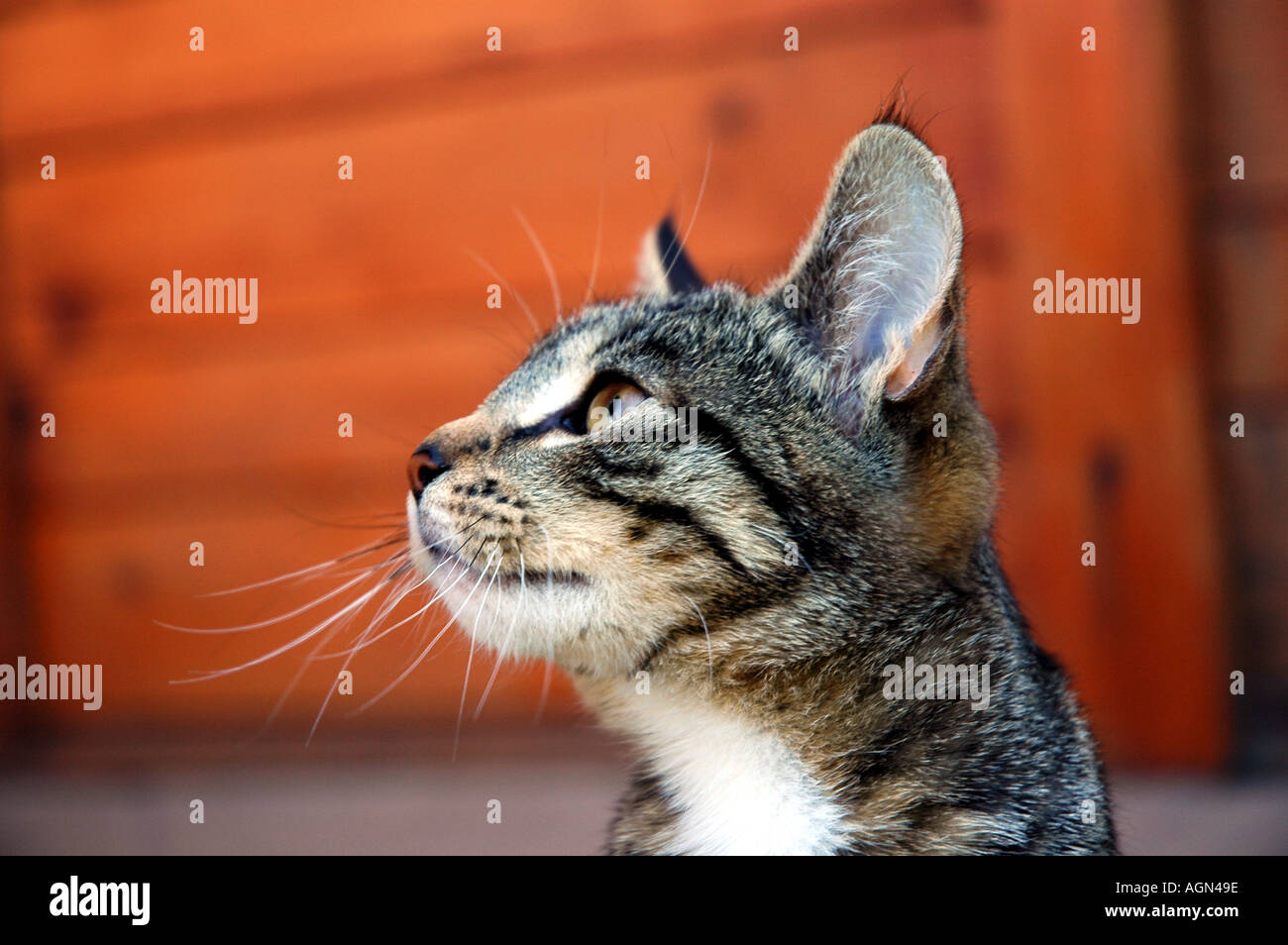 Cat with long whiskers Stock Photo - Alamy
