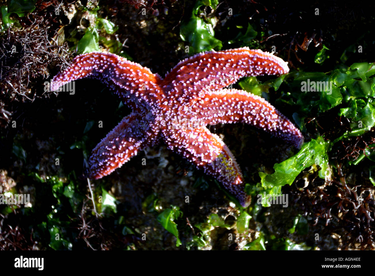 Human hands holding starfish hi-res stock photography and images - Alamy