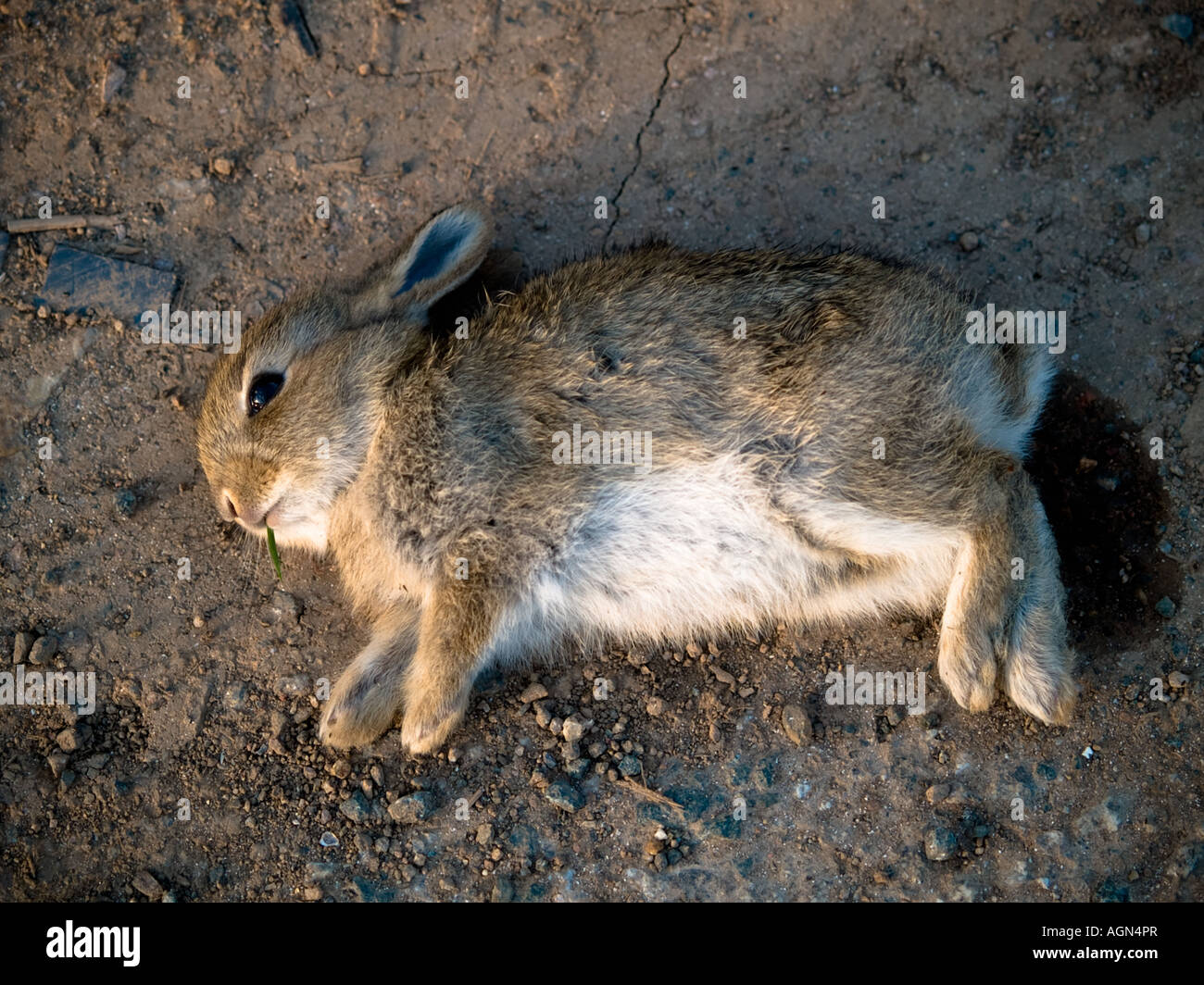 Death rabbit hi-res stock photography and images - Alamy