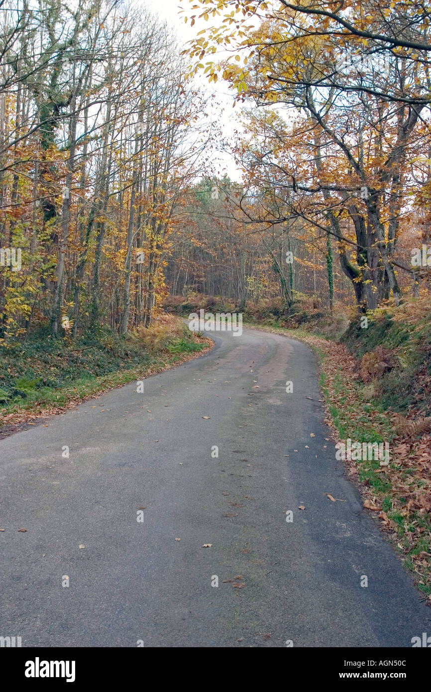 Road in a french forest Stock Photo - Alamy
