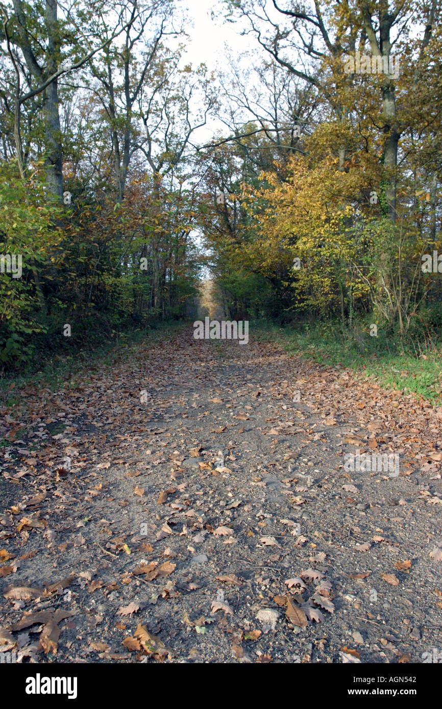 Way in a french forest Stock Photo - Alamy
