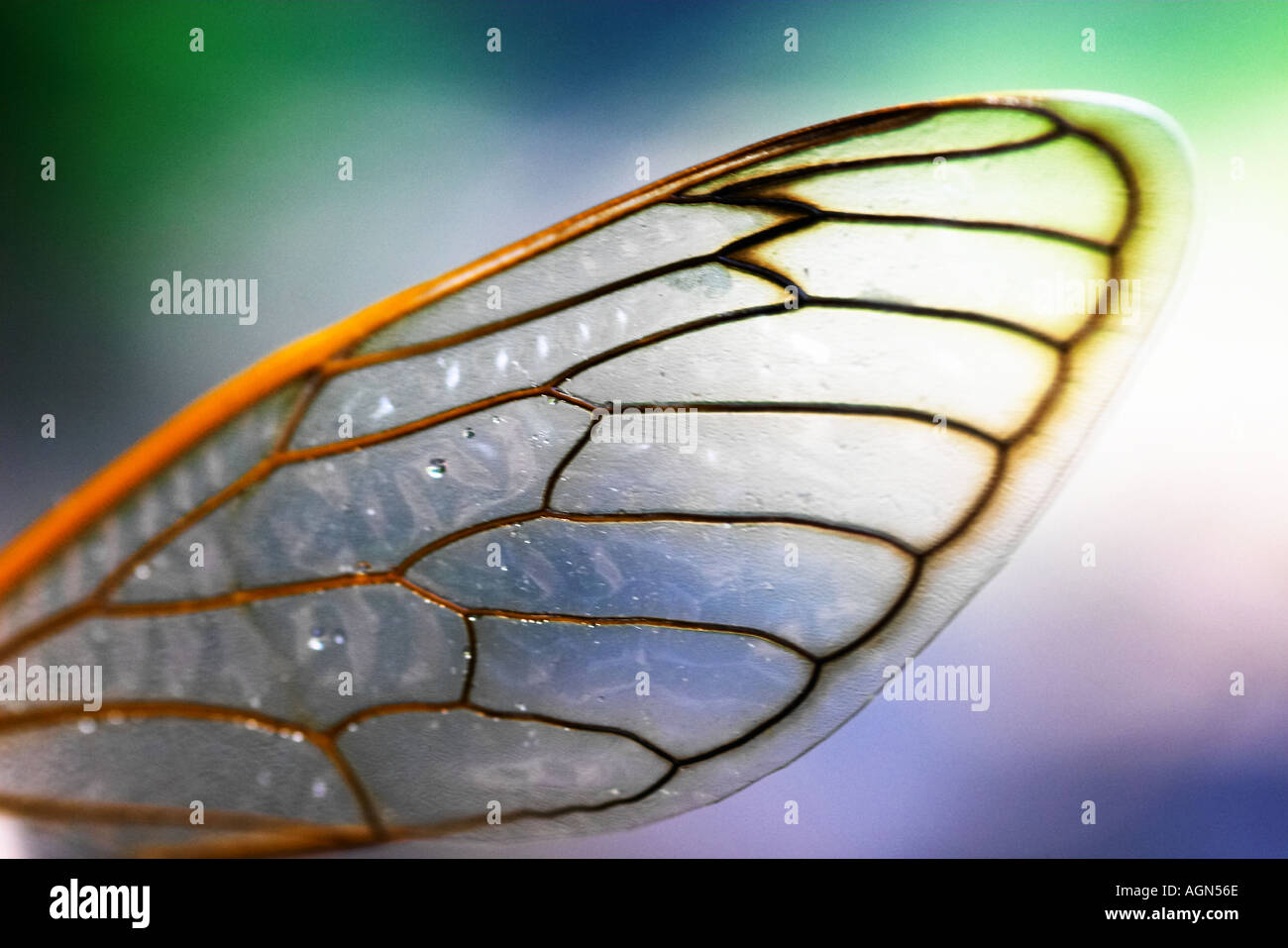 Translucent cicada hi-res stock photography and images - Alamy