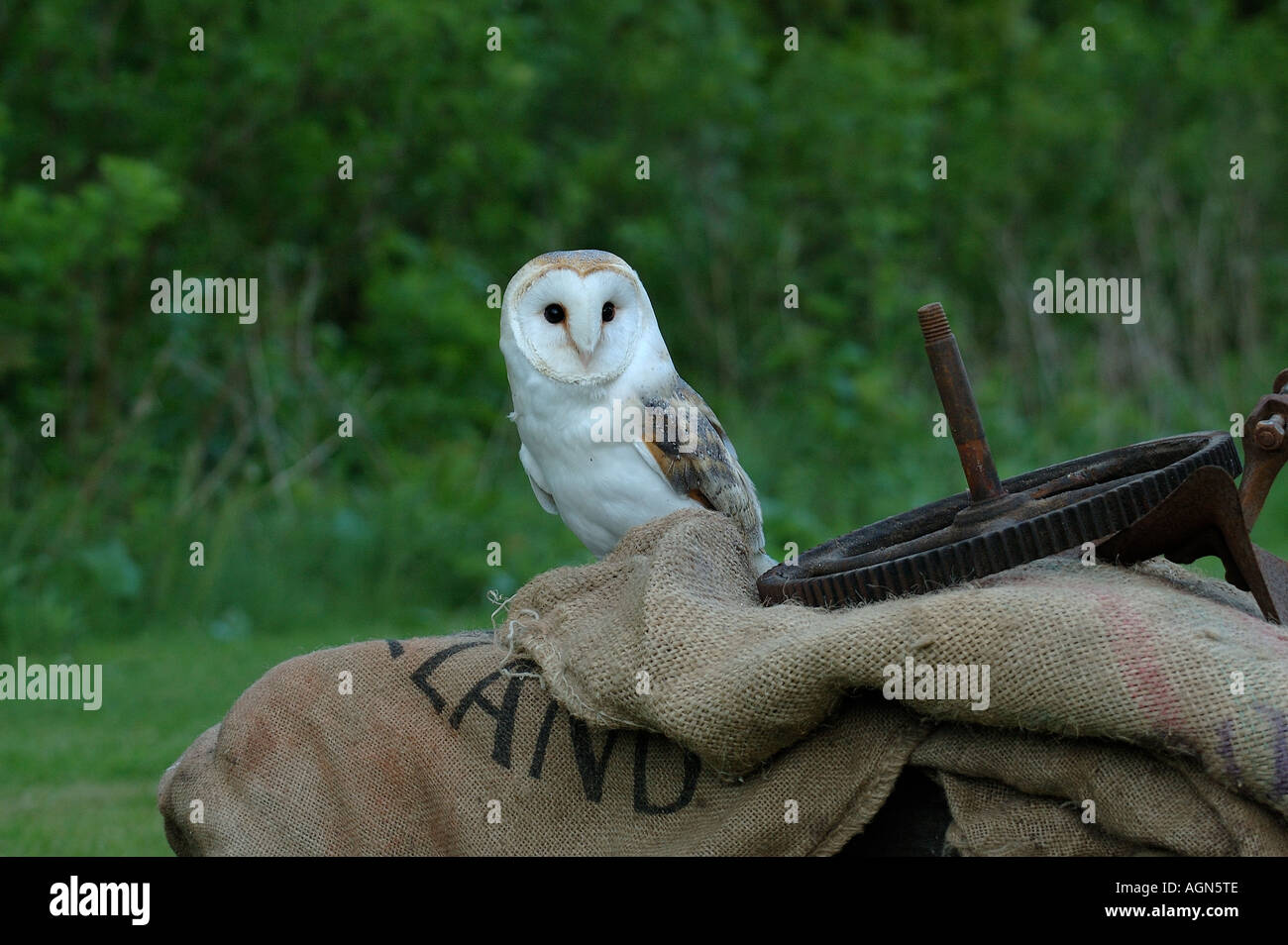 Barn Owl on a sack Stock Photo - Alamy