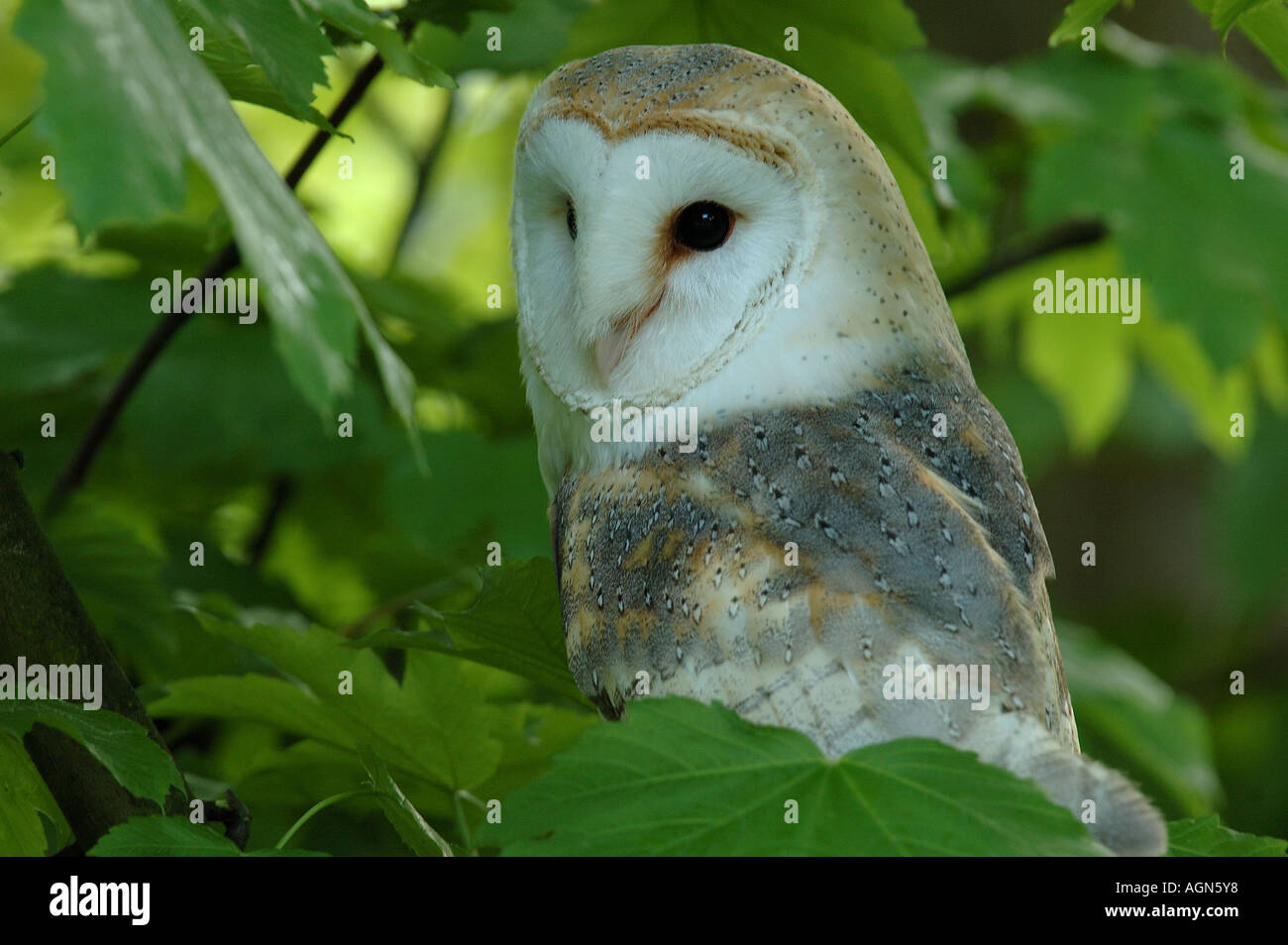 Barn Owl in tree in spring Stock Photo - Alamy