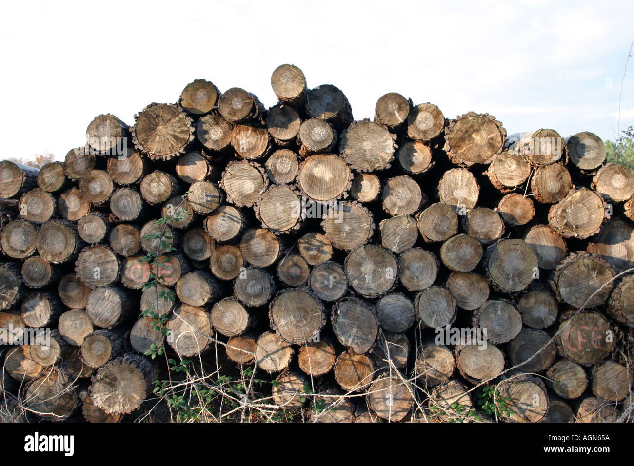 Timber pile in a forest France Stock Photo - Alamy