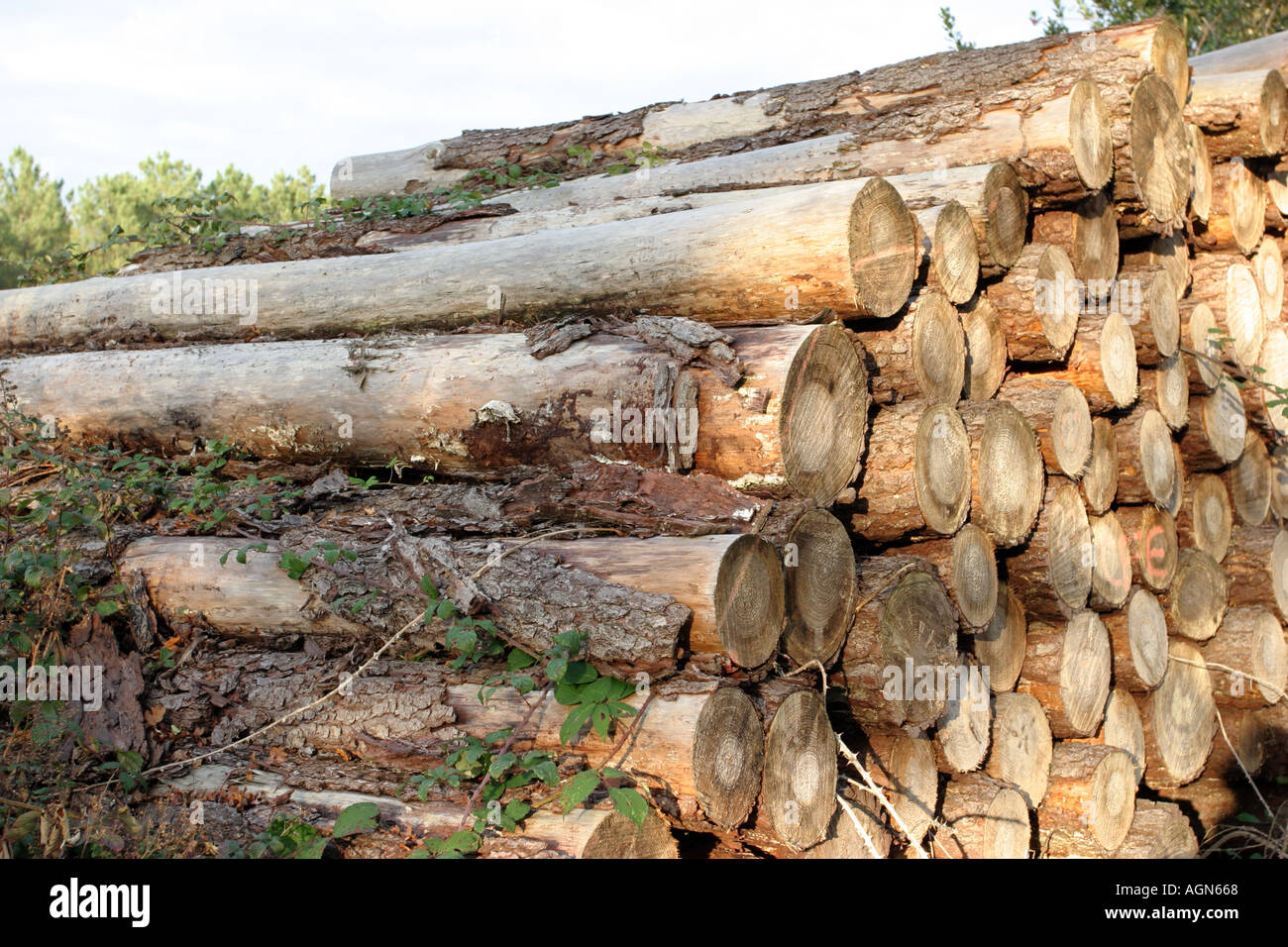 Timber pile in a forest France Stock Photo - Alamy