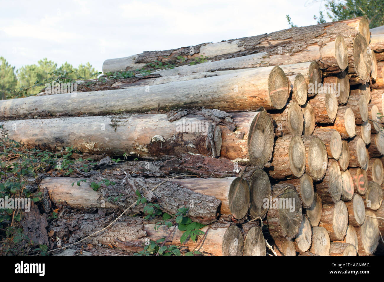 Timber pile in a forest France Stock Photo - Alamy