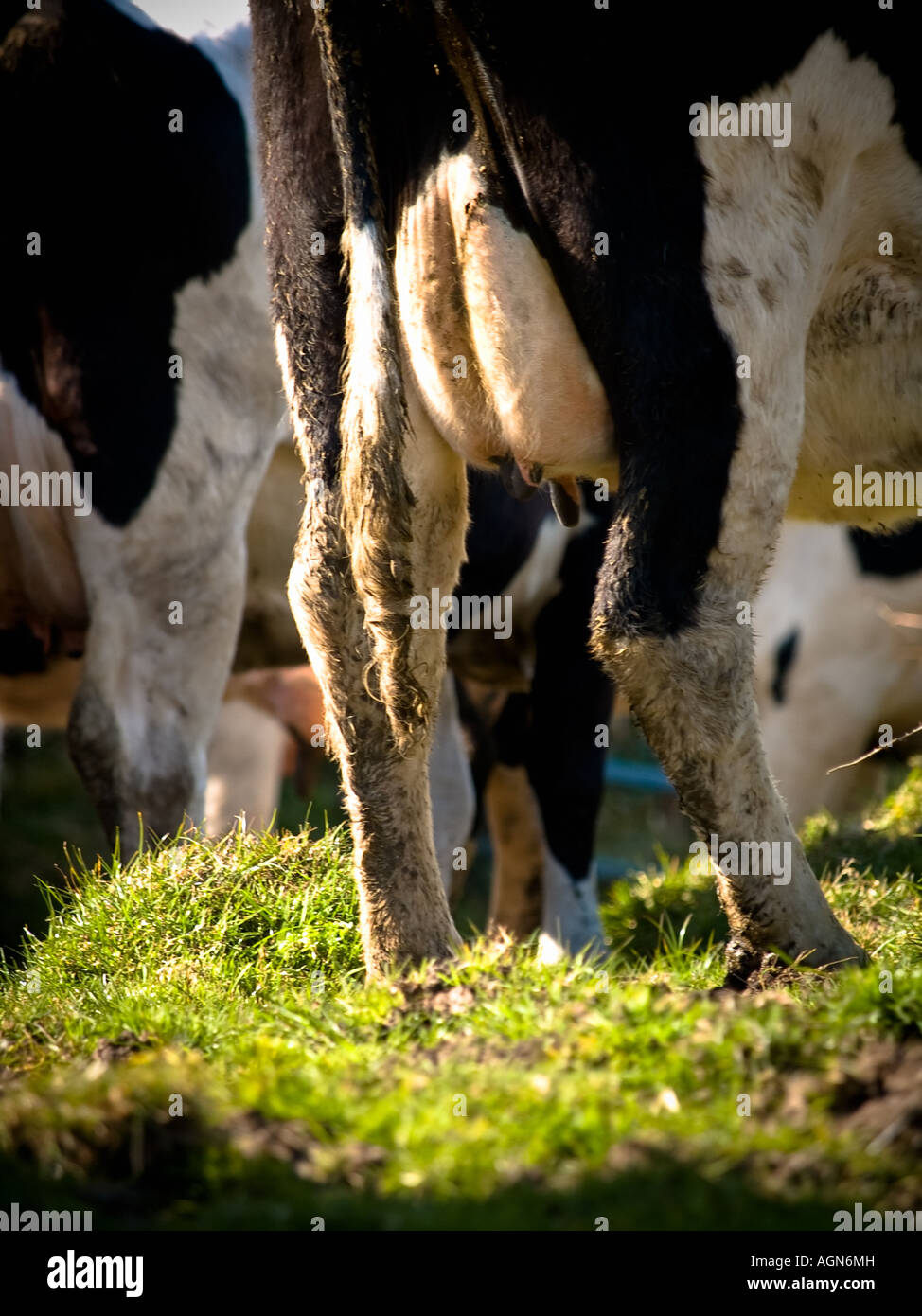 Back end of a cow Stock Photo - Alamy