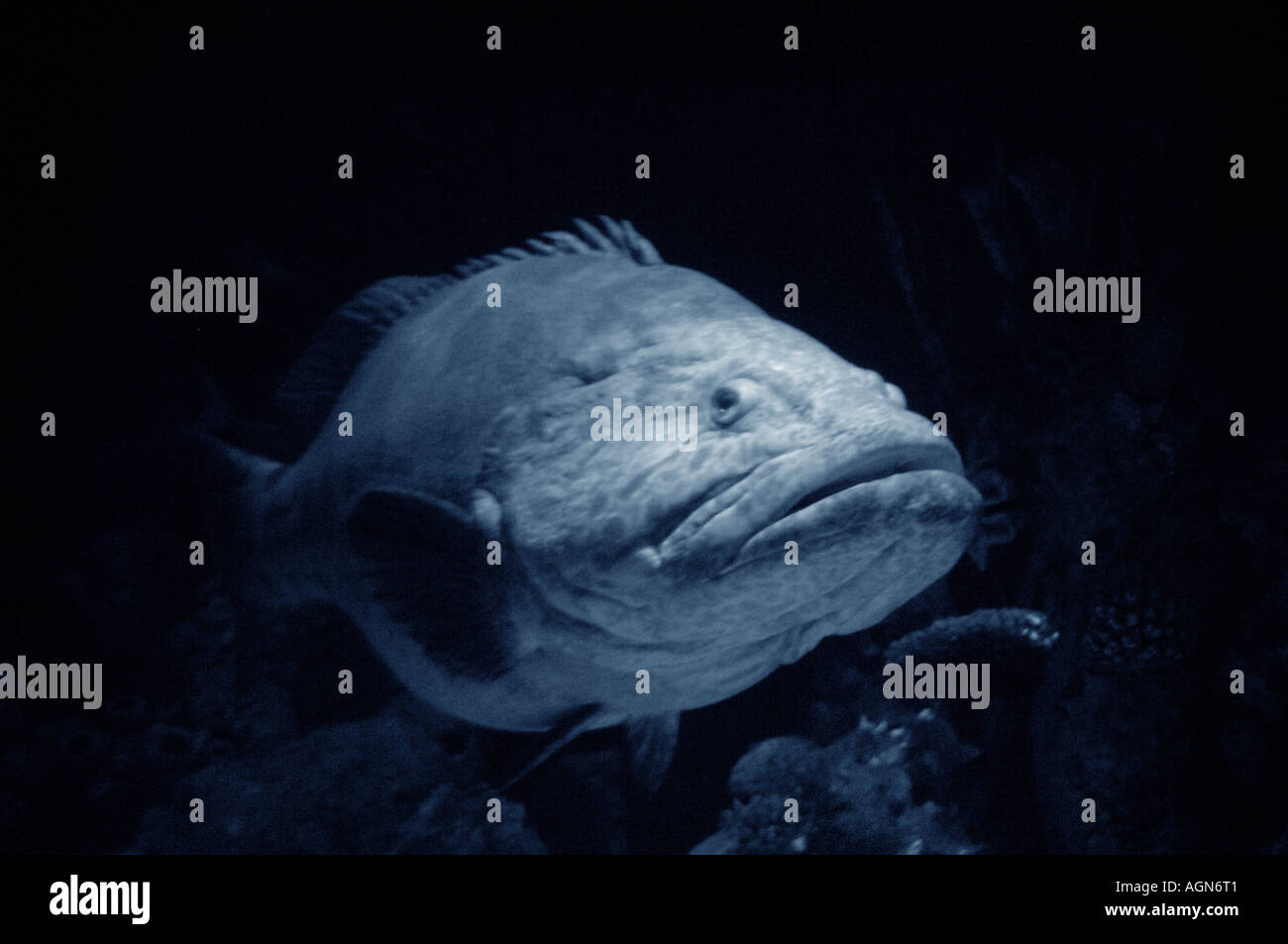 Deepsea fishes hi-res stock photography and images - Alamy