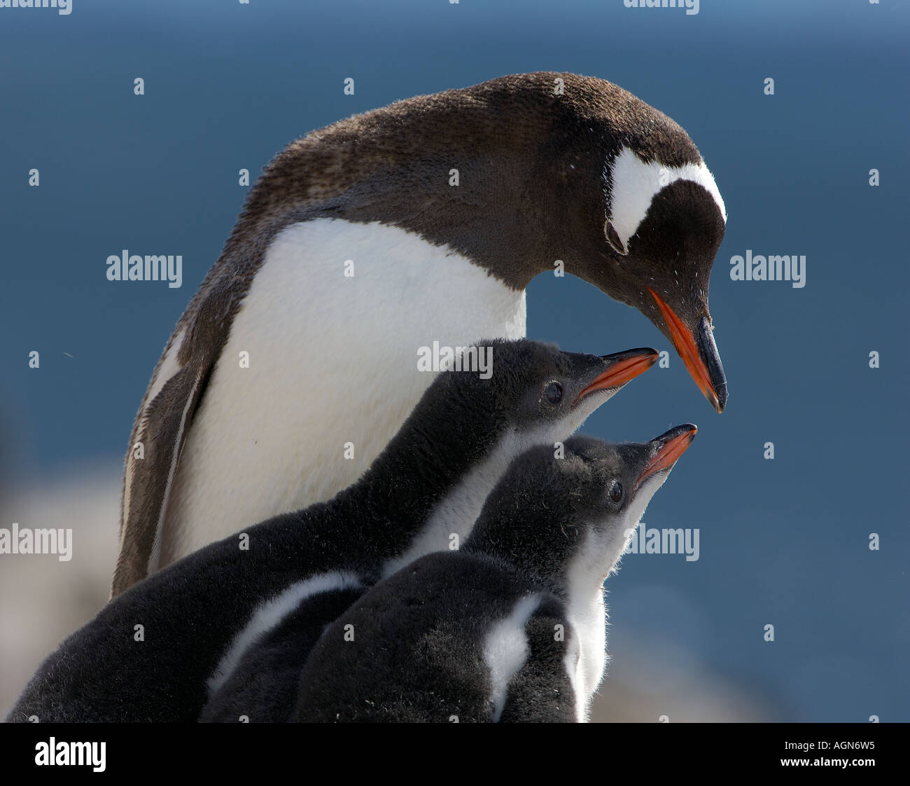 Penguin mother feeding young hi-res stock photography and images - Alamy
