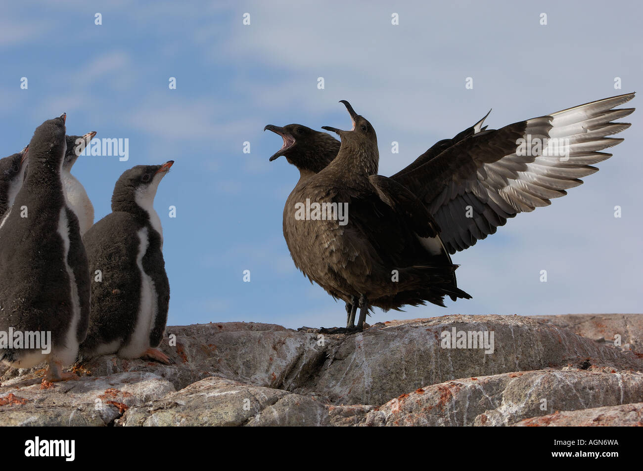 every day the skuas did kill some young penguins Antarctica 2006 Stock ...