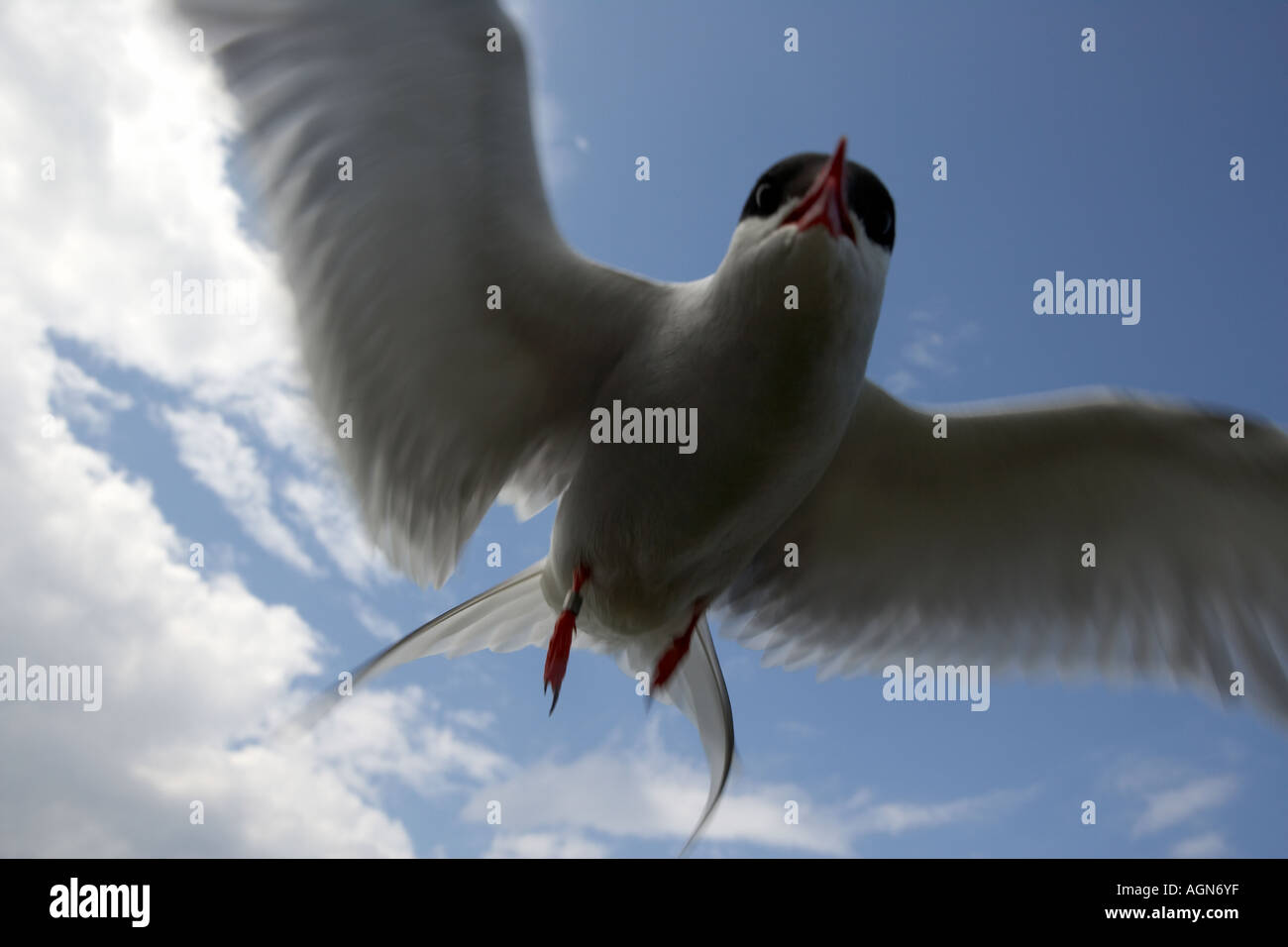 Arctic tern Sterna paradisaea attacking and crying in flight on The ...