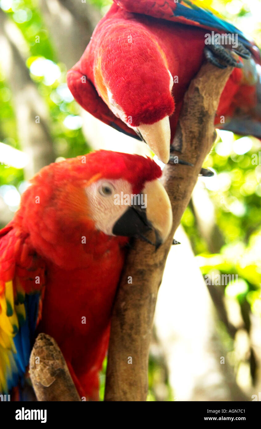 Many colors parrot hi-res stock photography and images - Alamy