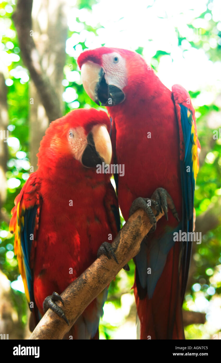 Many colored parrot hi-res stock photography and images - Alamy