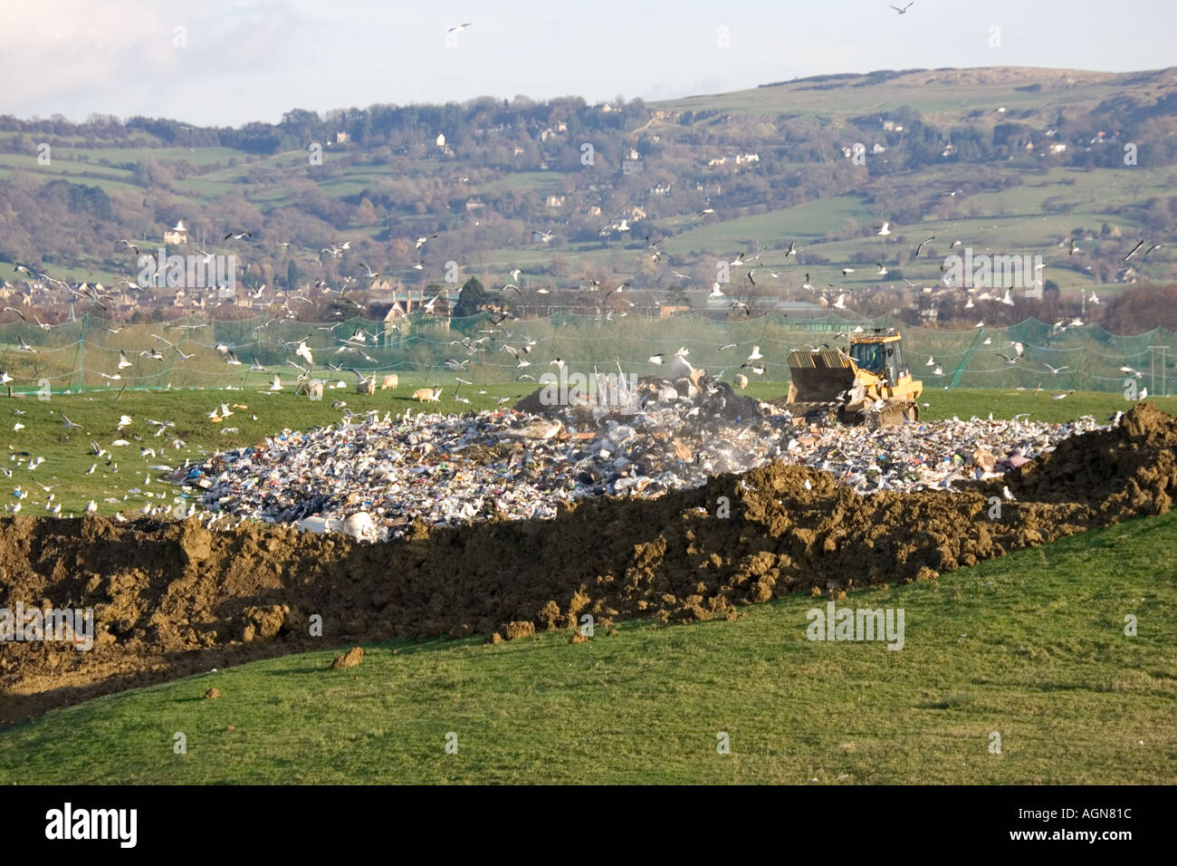 Gulls circling by bulldozer working on landfill site in Cotswolds ...