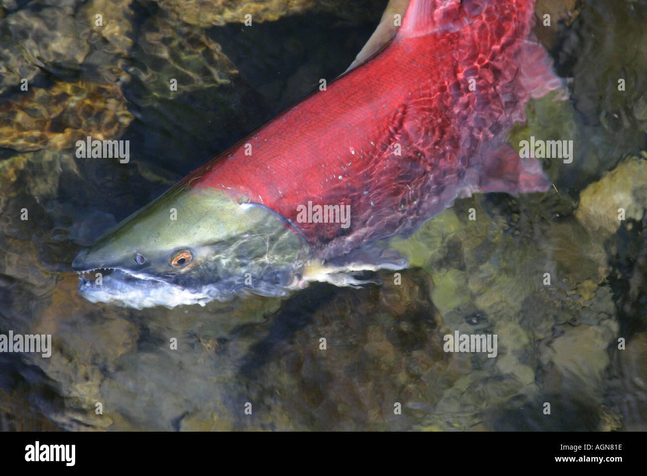 sockeye salmon or red salmon Oncorhynchus nerka Russian River Kenai ...
