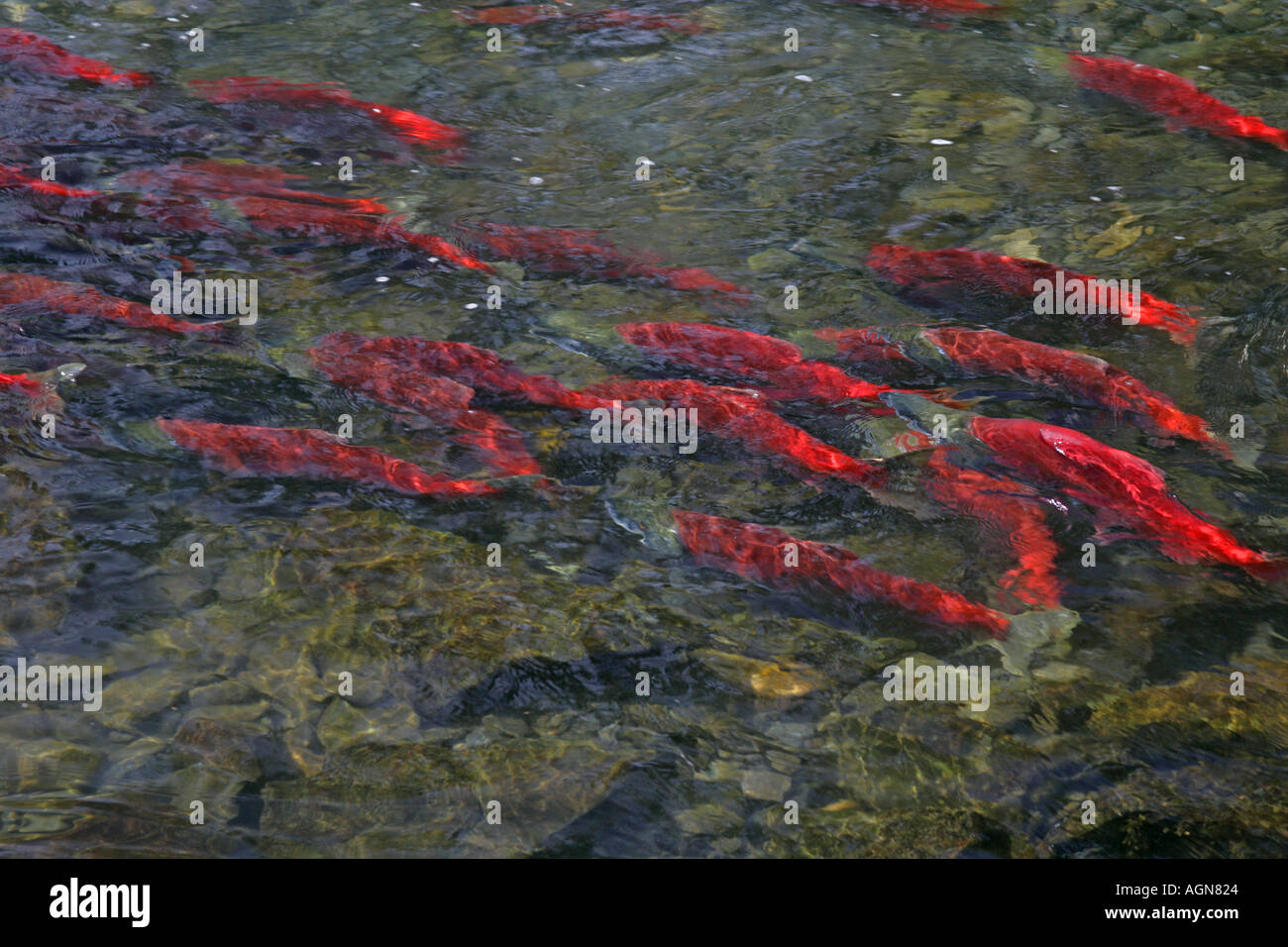 sockeye salmon or red salmon Oncorhynchus nerka Russian River Kenai ...