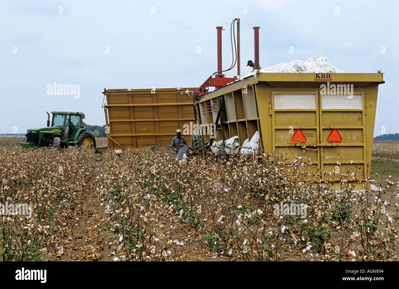 Machine picked cotton in the Mississippi delta being compacted for ...