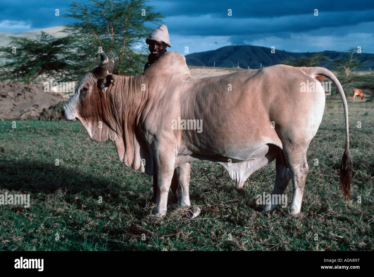 Zebu bull with herdsman Lake Naivasha Kenya Stock Photo - Alamy