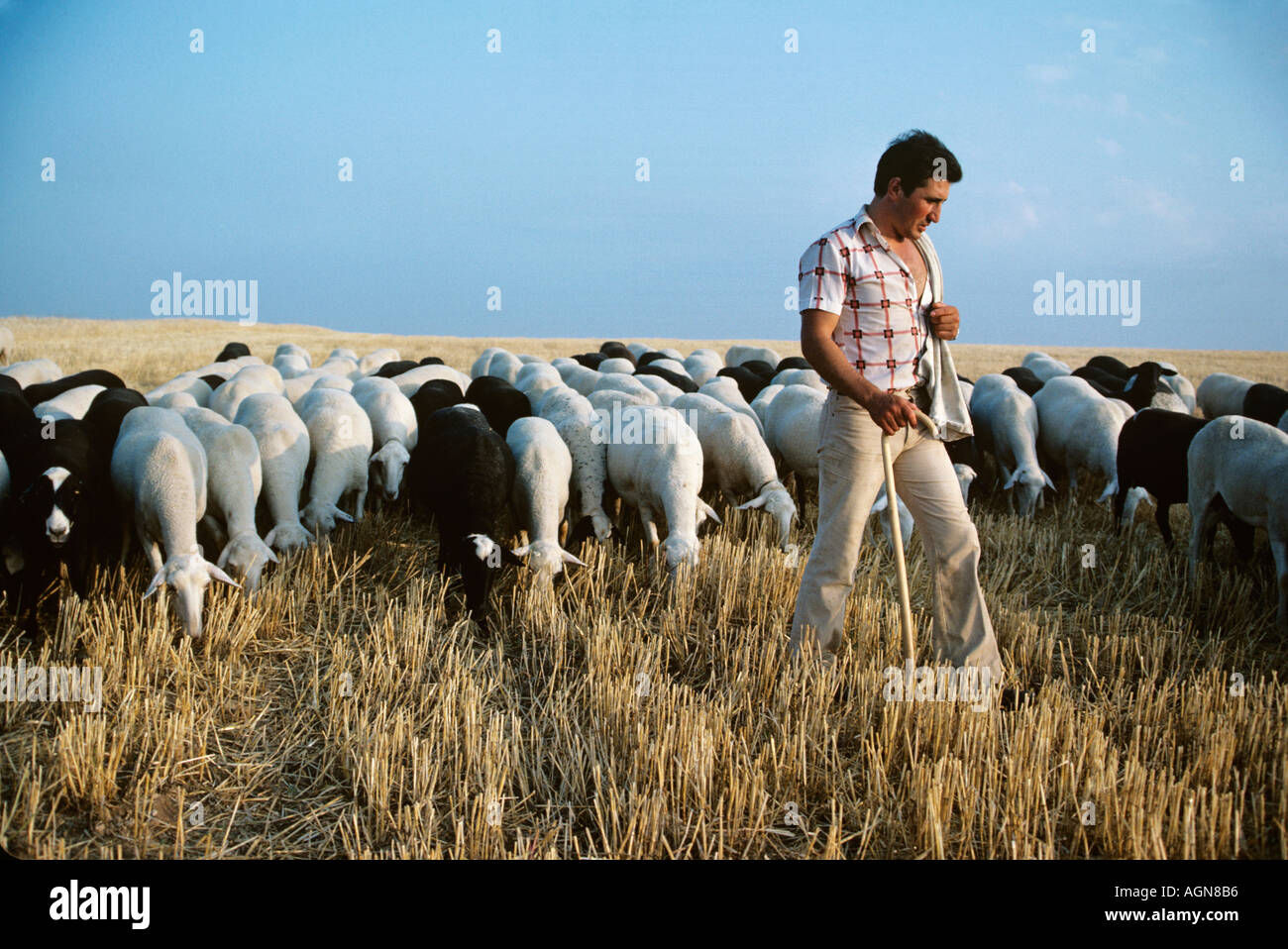 On a plain in Spain a young shepherd with his sheep Stock Photo - Alamy