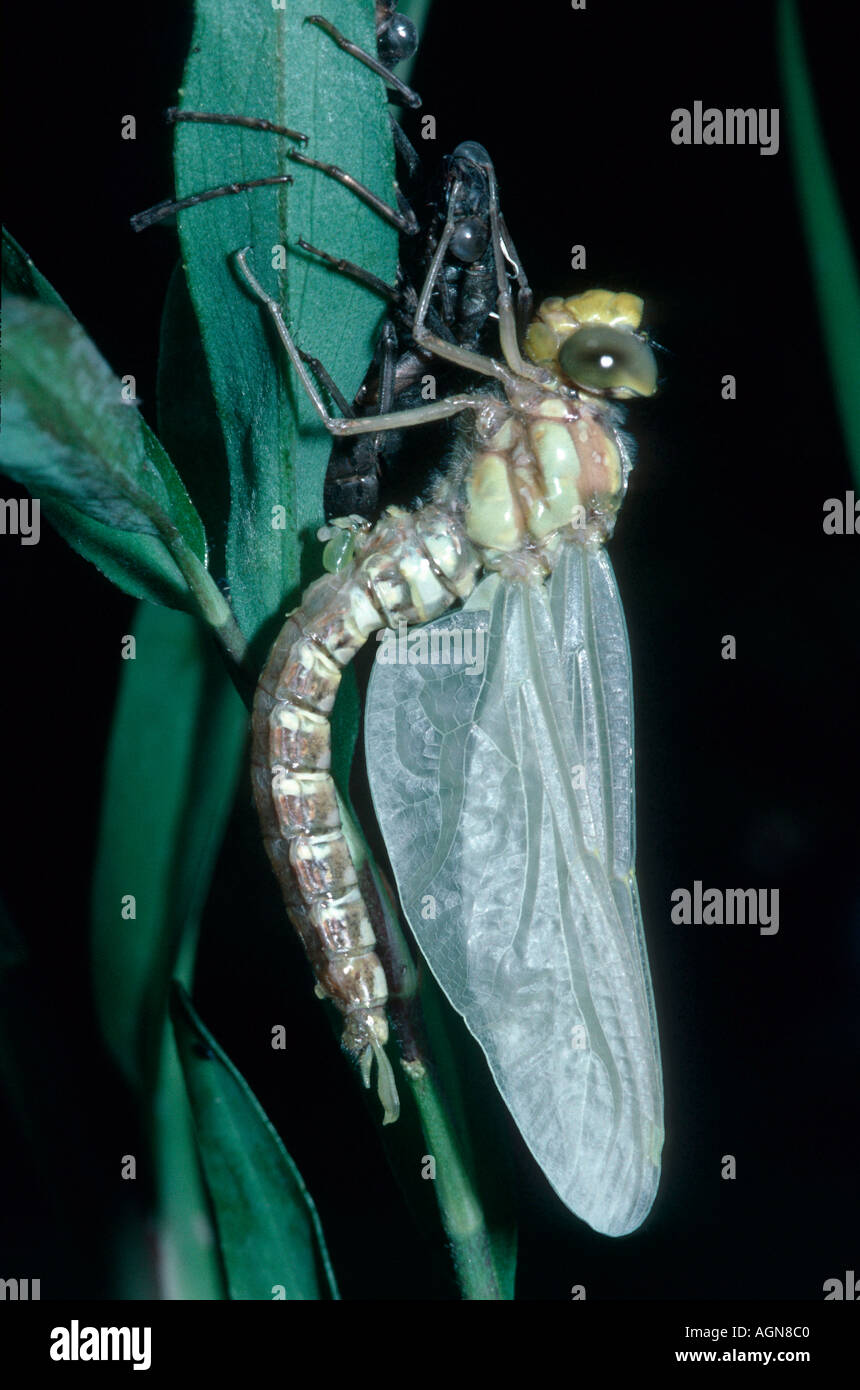Dragonfly hatching from nymph inflating its wings fully takes more than ...