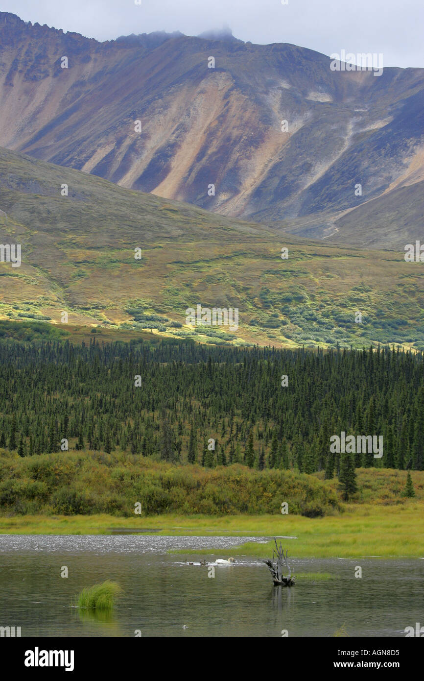 Tundra Swan Cygnus columbianus in a lake along the denali Highway ...