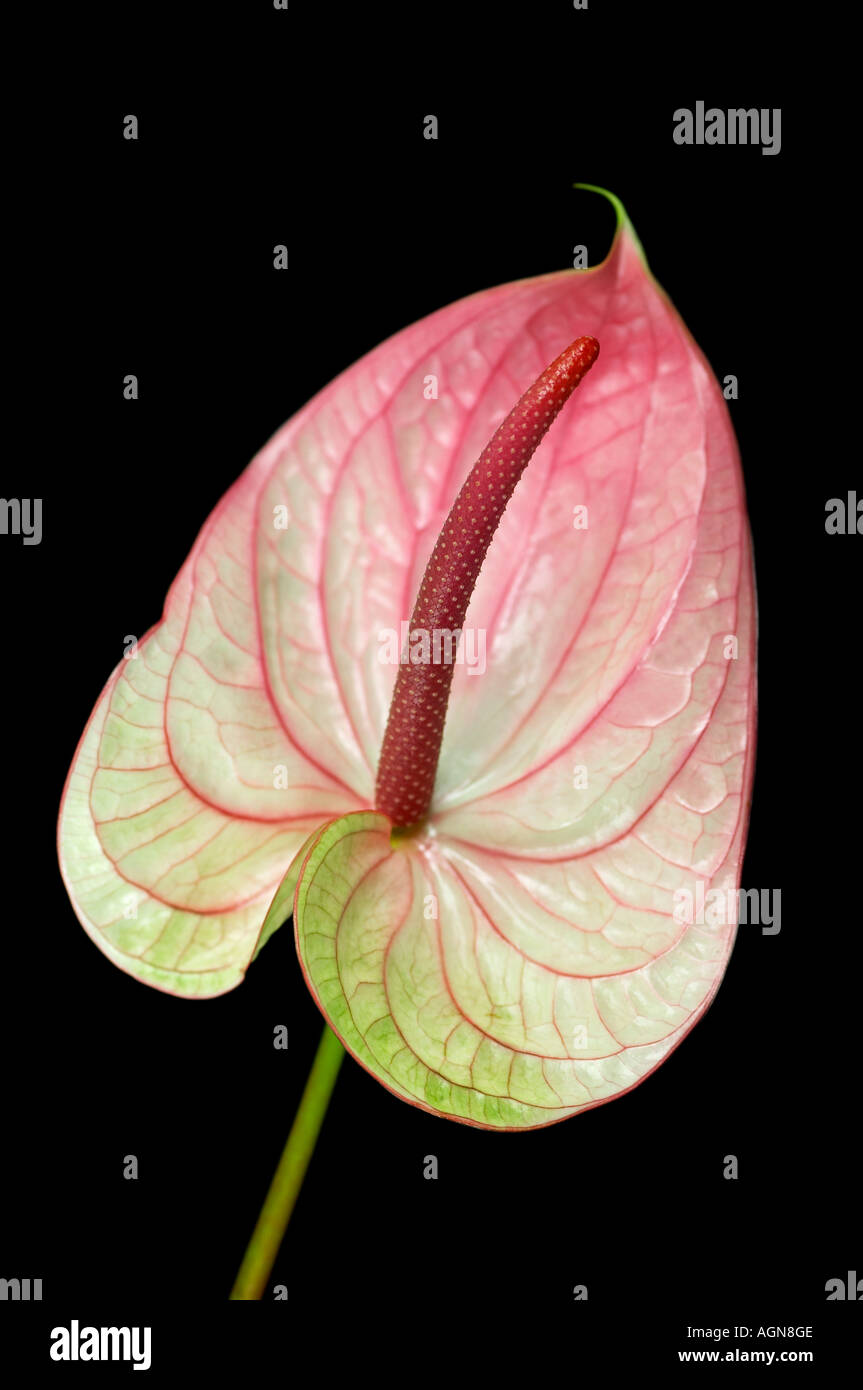 Flamingo close up graphic hi-res stock photography and images - Alamy
