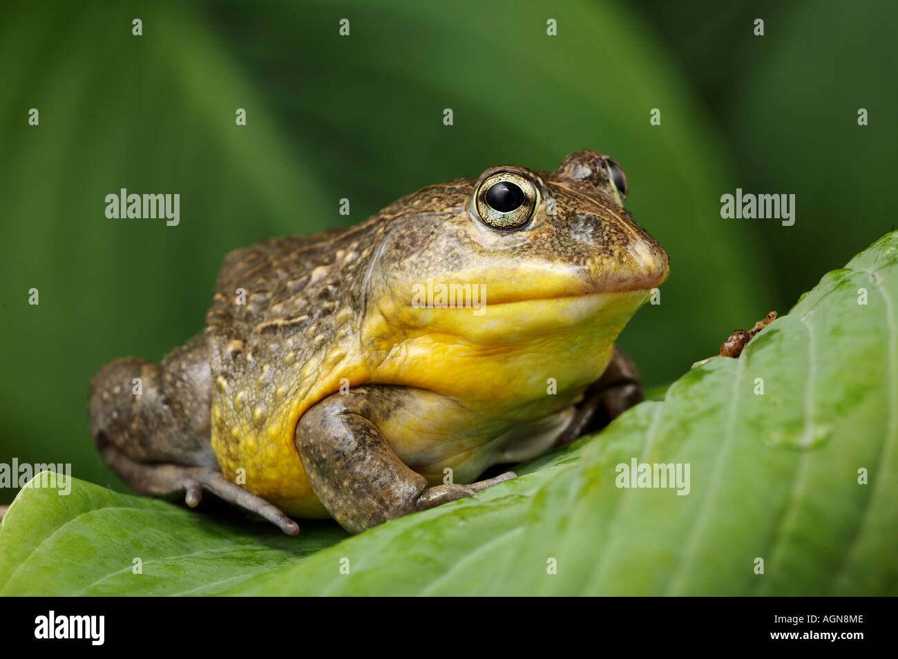 African Bullfrog Pixie Frog Pyxicephalus edulis, Pyxicephalus Stock ...