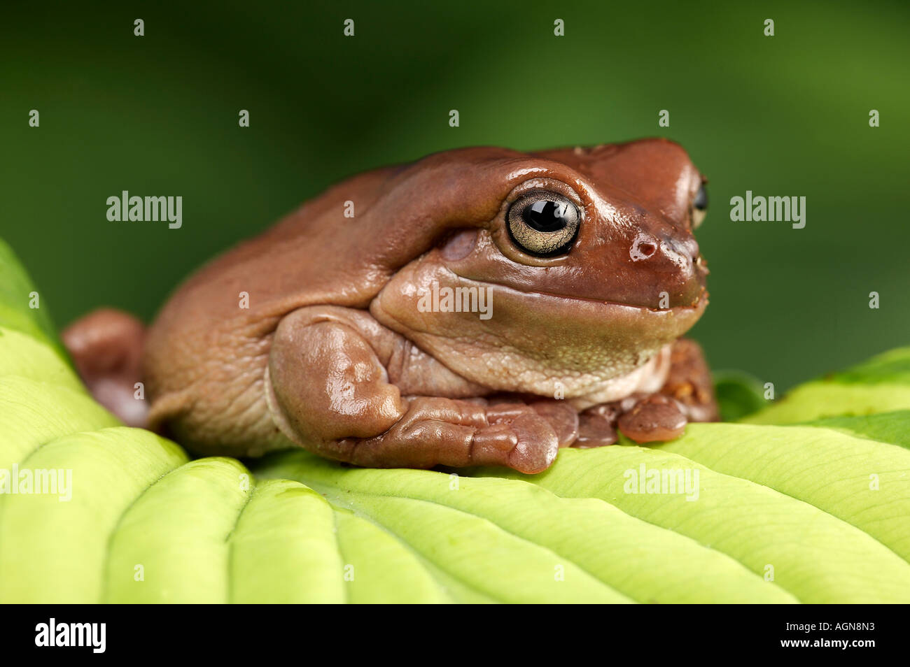 White's Tree Frog Litoria caerulea Stock Photo - Alamy