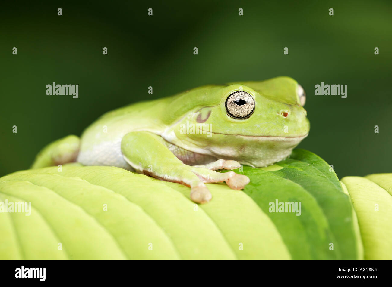 Dumpy fat tree frog hi-res stock photography and images - Alamy