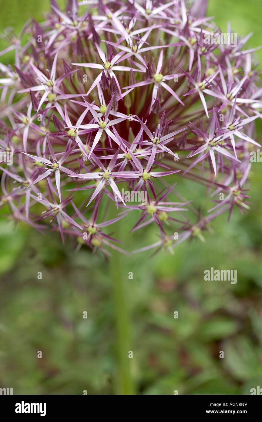 Allium christophii Star Of Persia flower Stock Photo - Alamy