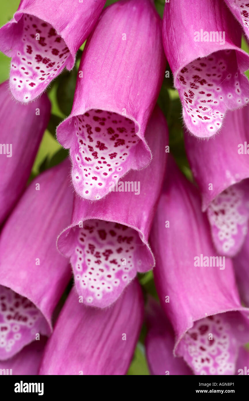 Common Foxglove Digitalis purpurea Stock Photo - Alamy