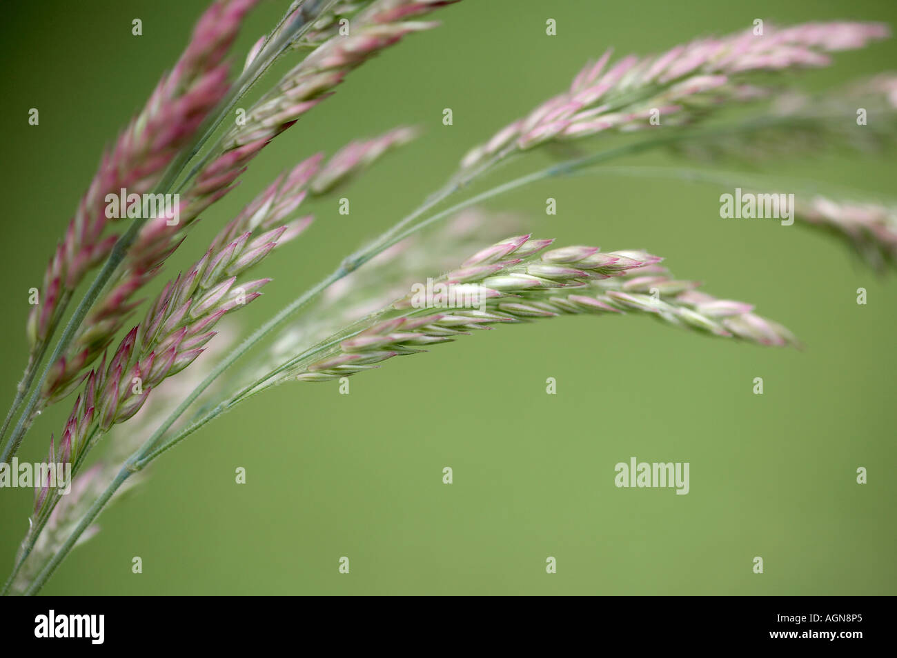 Yorkshire Fog Grass Holcus lanatus Stock Photo - Alamy