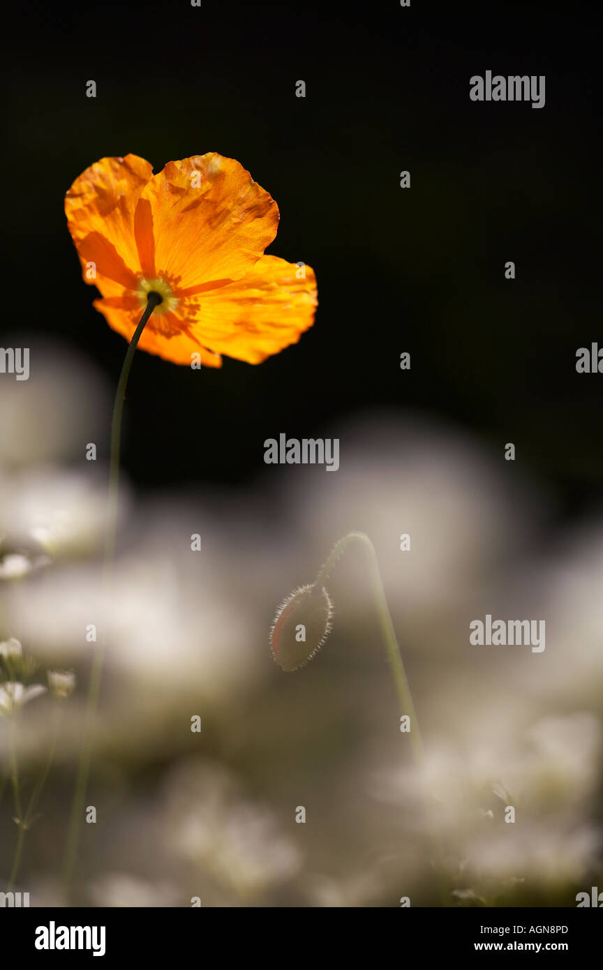 Welsh poppy flower bud hi-res stock photography and images - Alamy