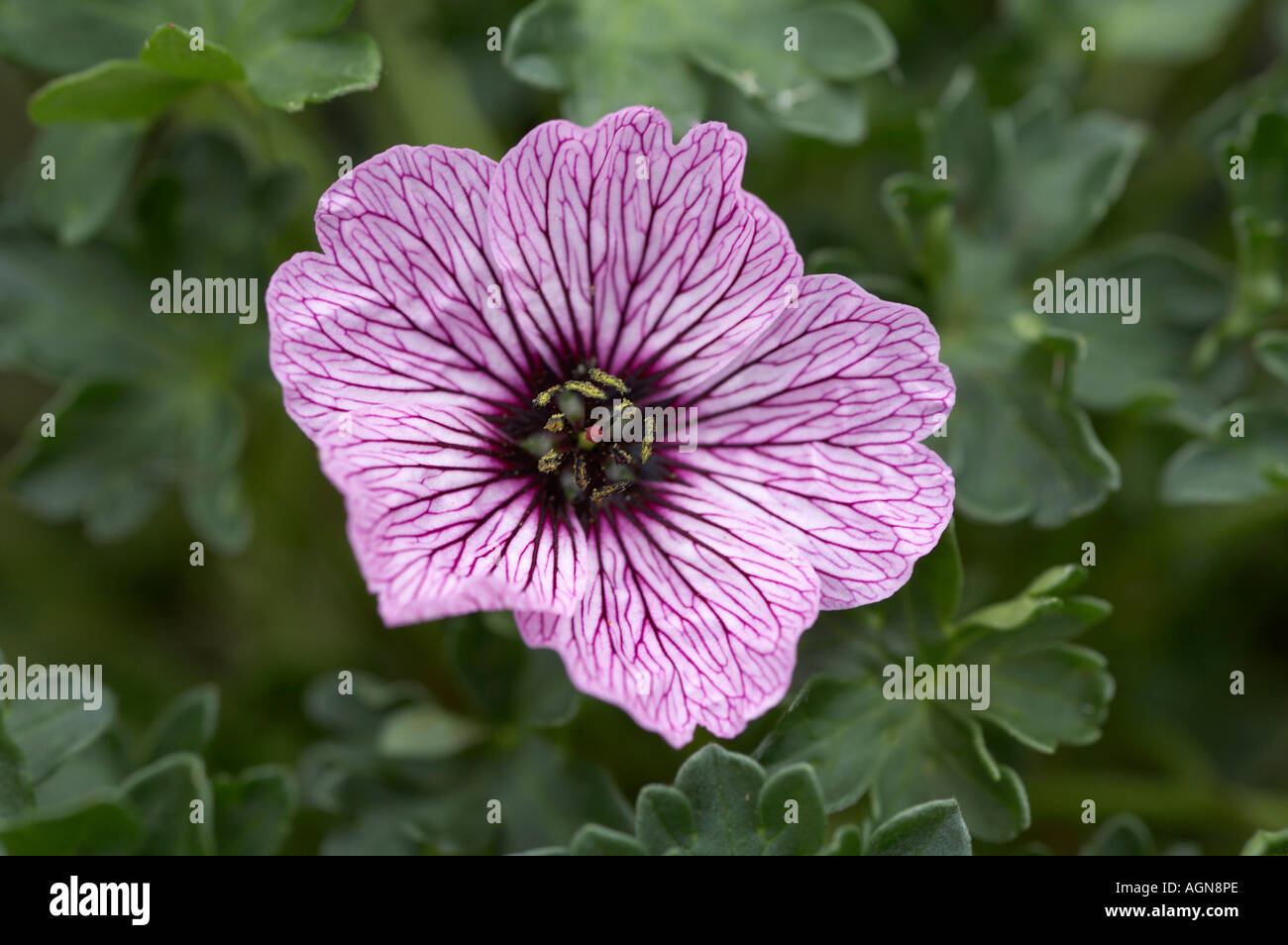 Geranium cinereum Ballerina Stock Photo - Alamy