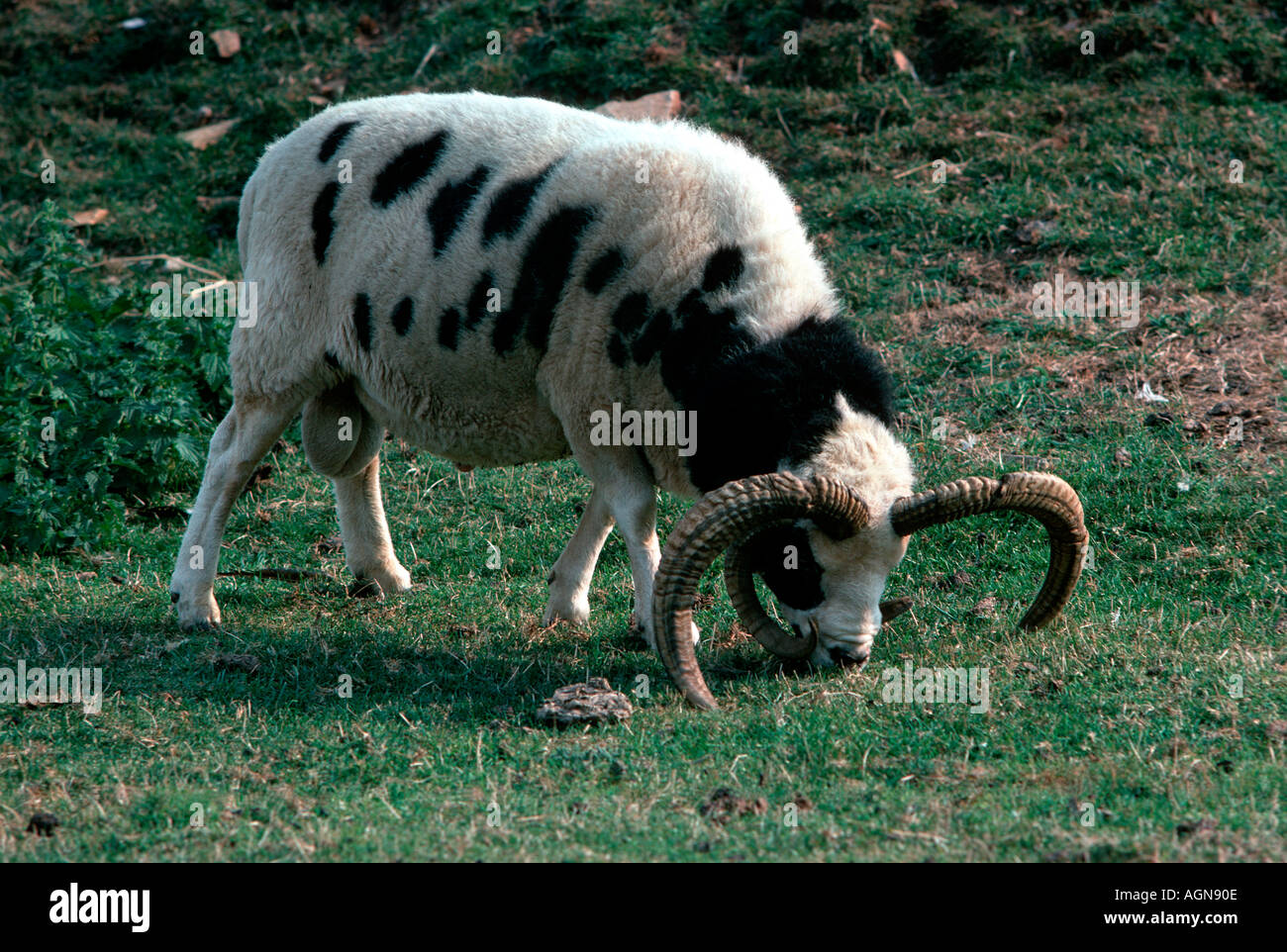 Four horned ram hi-res stock photography and images - Alamy