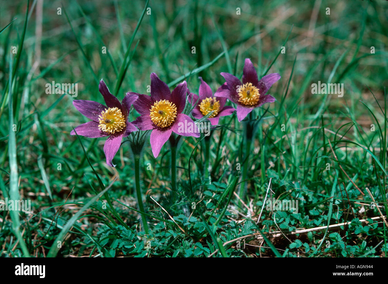 Pasque flowers Pulsatilla vulgaris Pasque Flower Reserve Gloucester ...