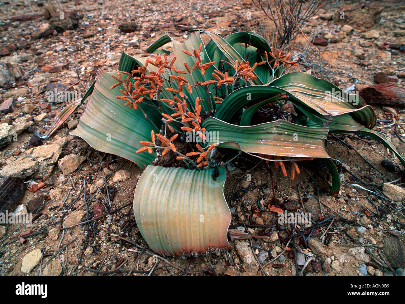 Namibia swakopmund welwitschia plant welwitschia hi-res stock ...