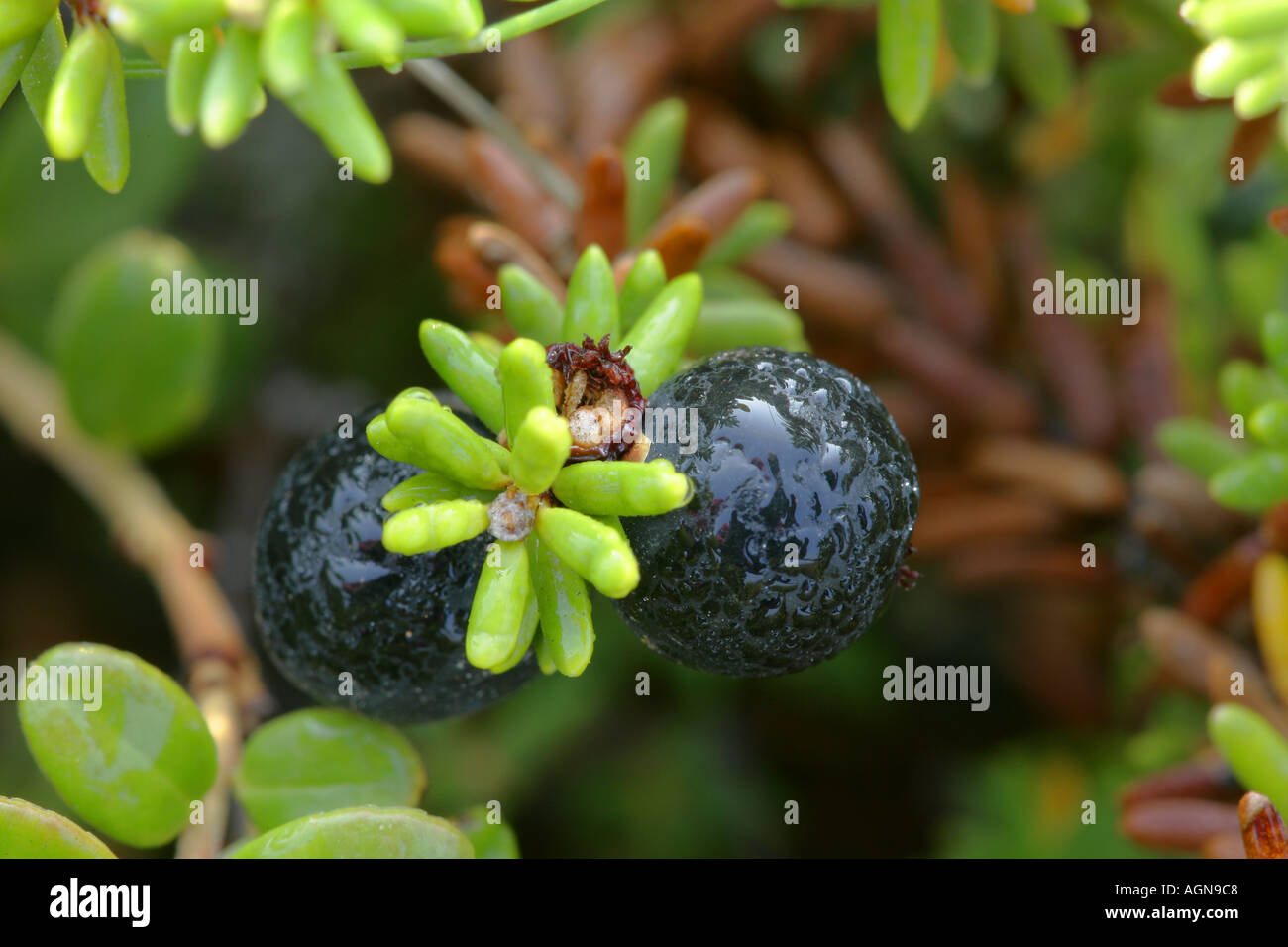 Crowberrry hi-res stock photography and images - Alamy