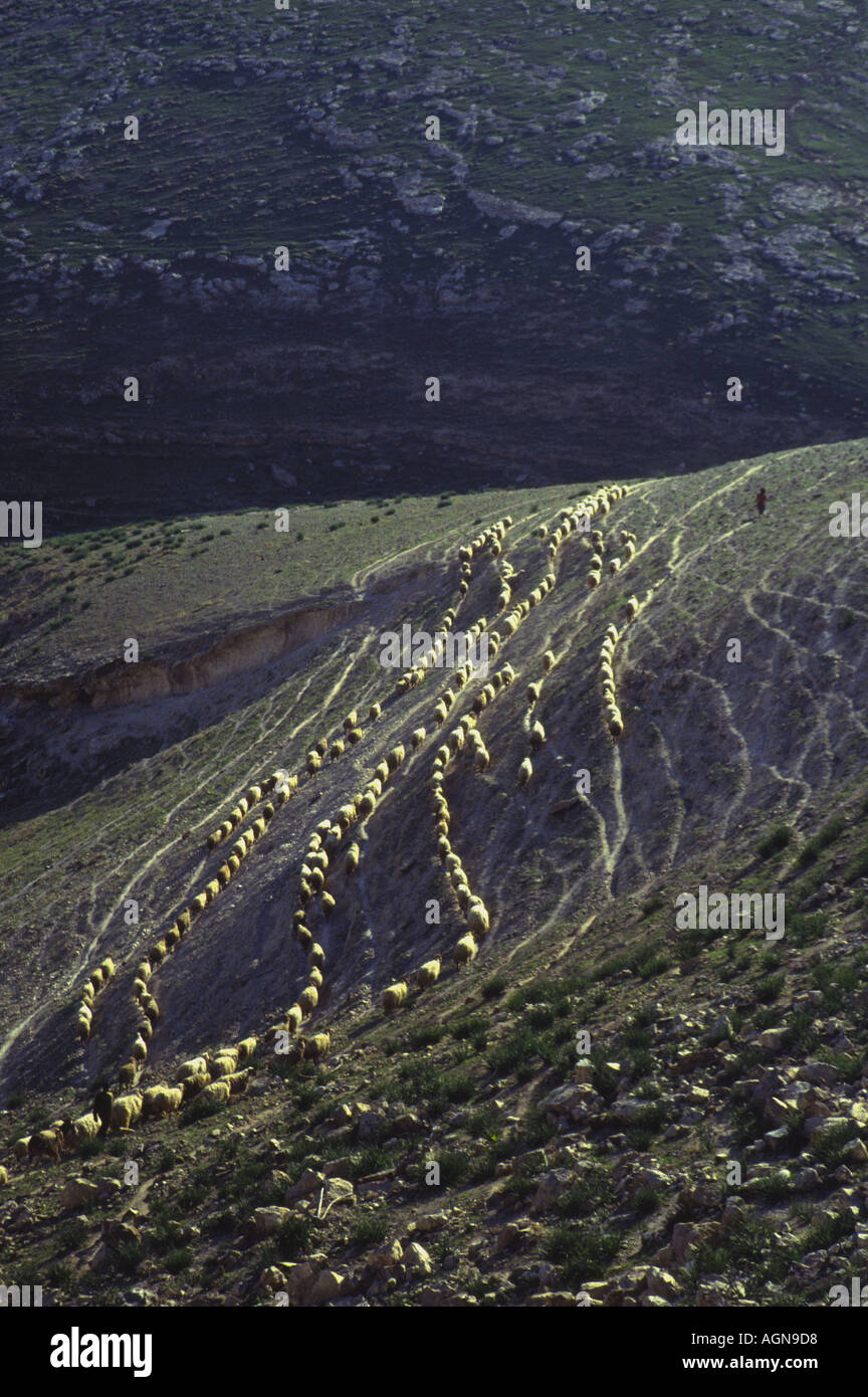 Israel desert of Judea sheep and young sheperd from afar wallking on ...