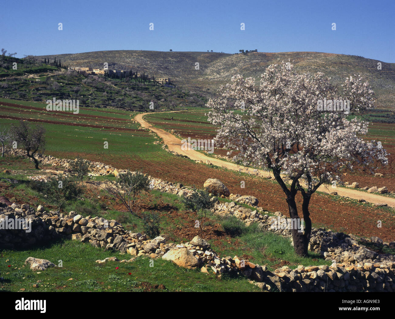 Typical palestinian hi-res stock photography and images - Alamy