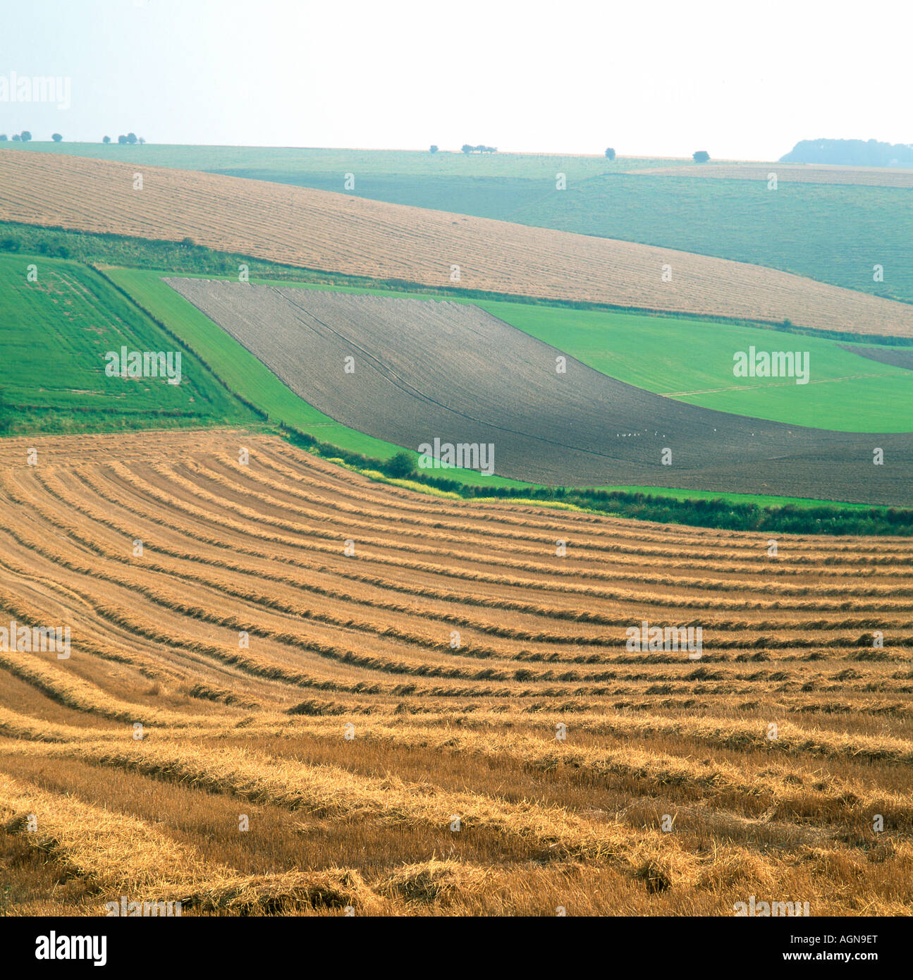 Harvest time on Salisbury Plain Stock Photo - Alamy