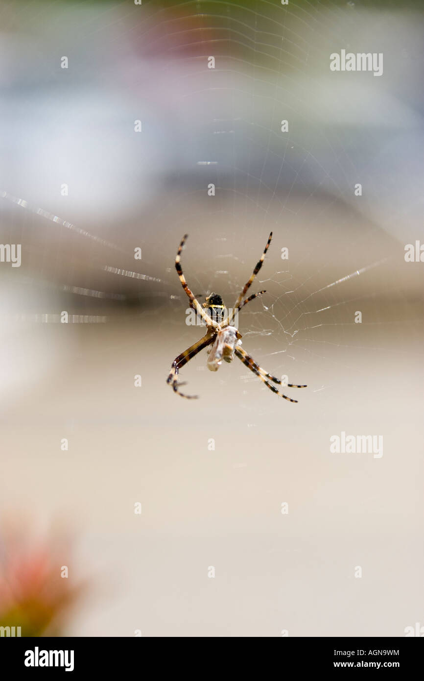 Insect eating spider hi-res stock photography and images - Alamy