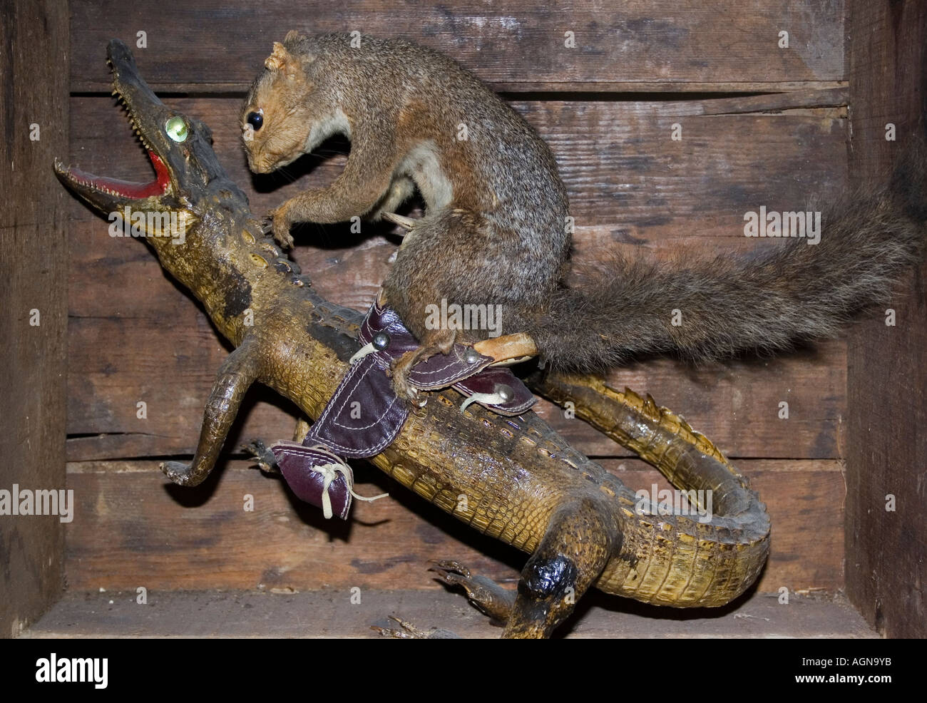 The American Dime Museum in Baltimore, Maryland celebrated oddities and ...